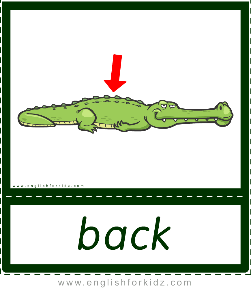 Printable Flashcards: Animal Body Parts. Part 1.