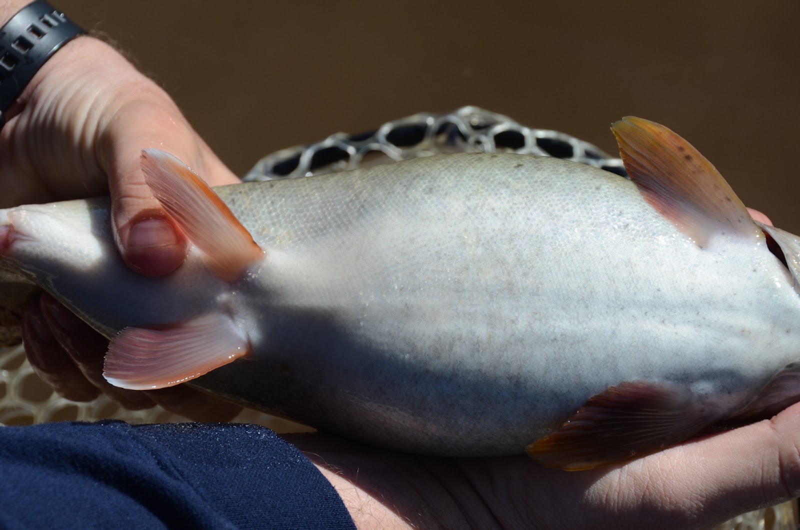 An Effective Scud Pattern - Fly Fish Food