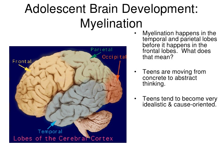 M2 Task - Teen brain vs. Adult brain
