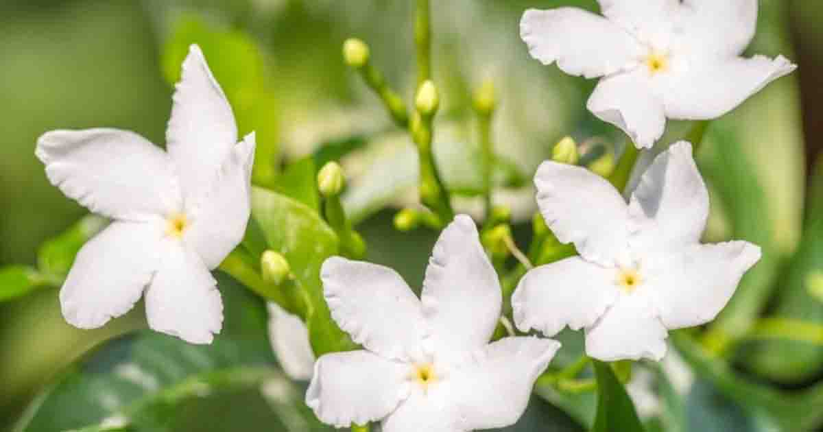 Menakjubkan 13+ Contoh Lukisan Bunga Melati - Gambar Bunga Indah