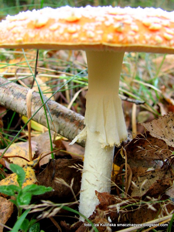 Grzyby gatunkami: Muchomor czerwony | Smaczna Pyza