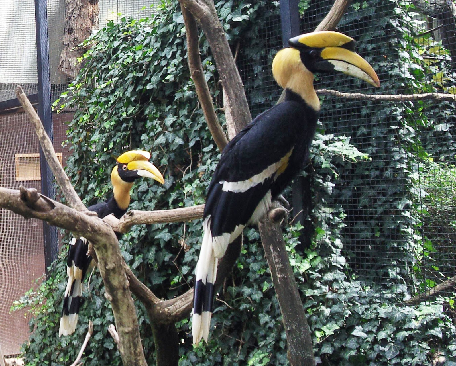 pan-Aves: Dinosauři v Zoo Praha, díl 3. – Afroaves