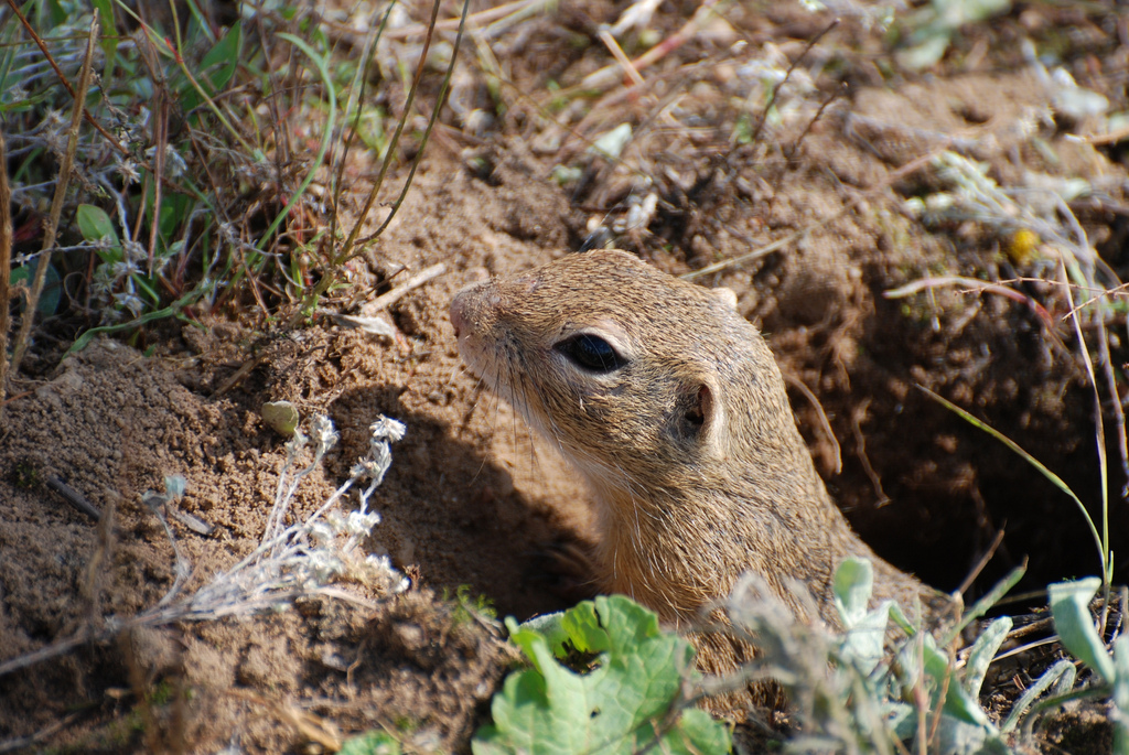 The News For Squirrels: Squirrel Facts: The European Ground Squirrel