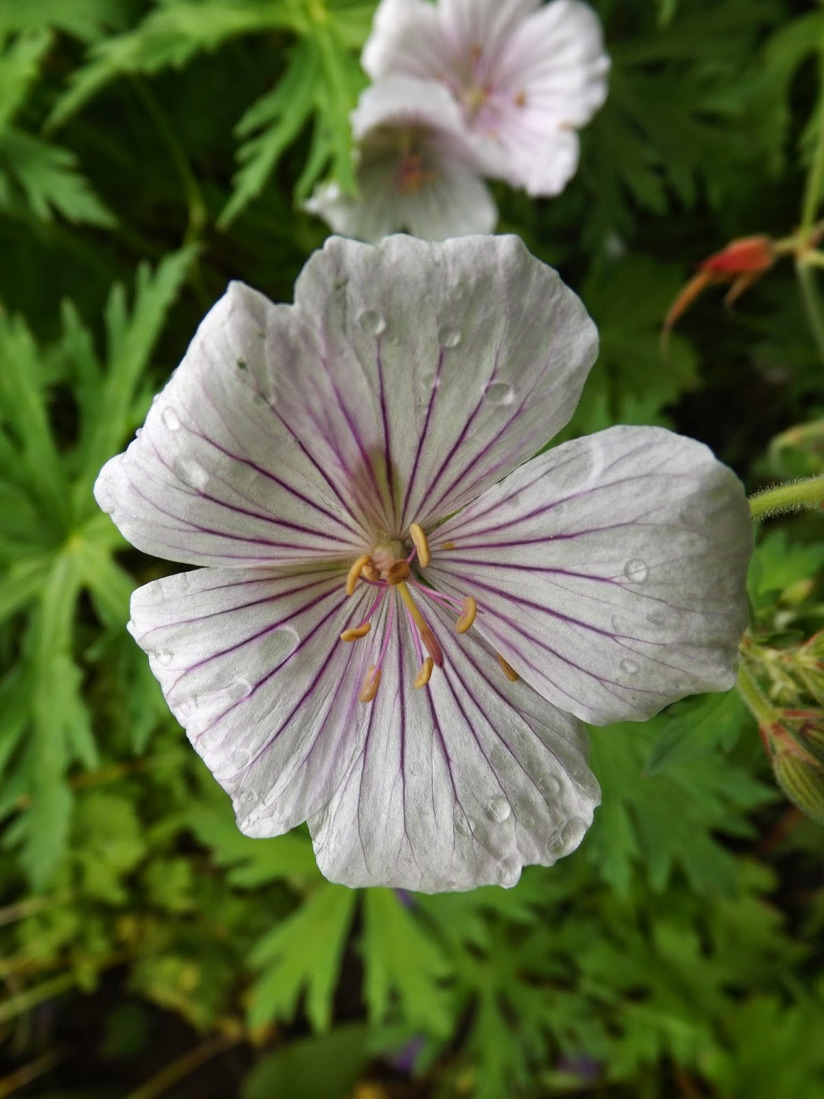 Le Jardin de la Salamandre: Geranium himalayense 'Derrick Cook'