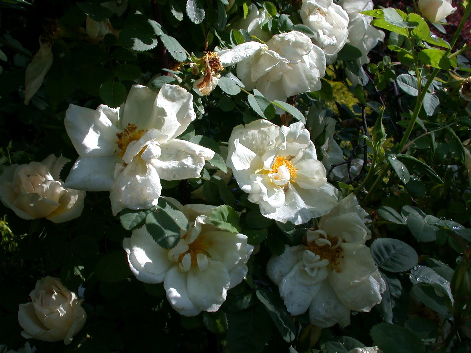 Ann's Watercolour Studio: Nevada Rose painting step by step