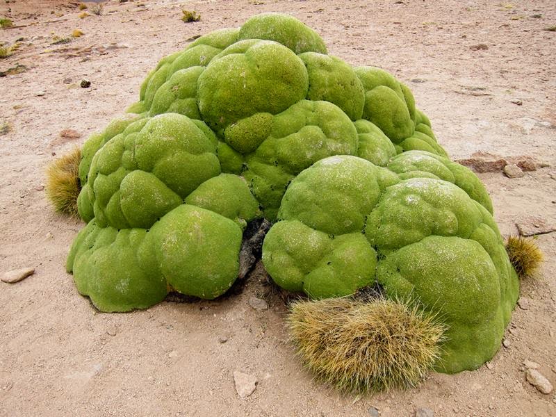 Yareta or Llareta – The 3,000 Years Old Plant