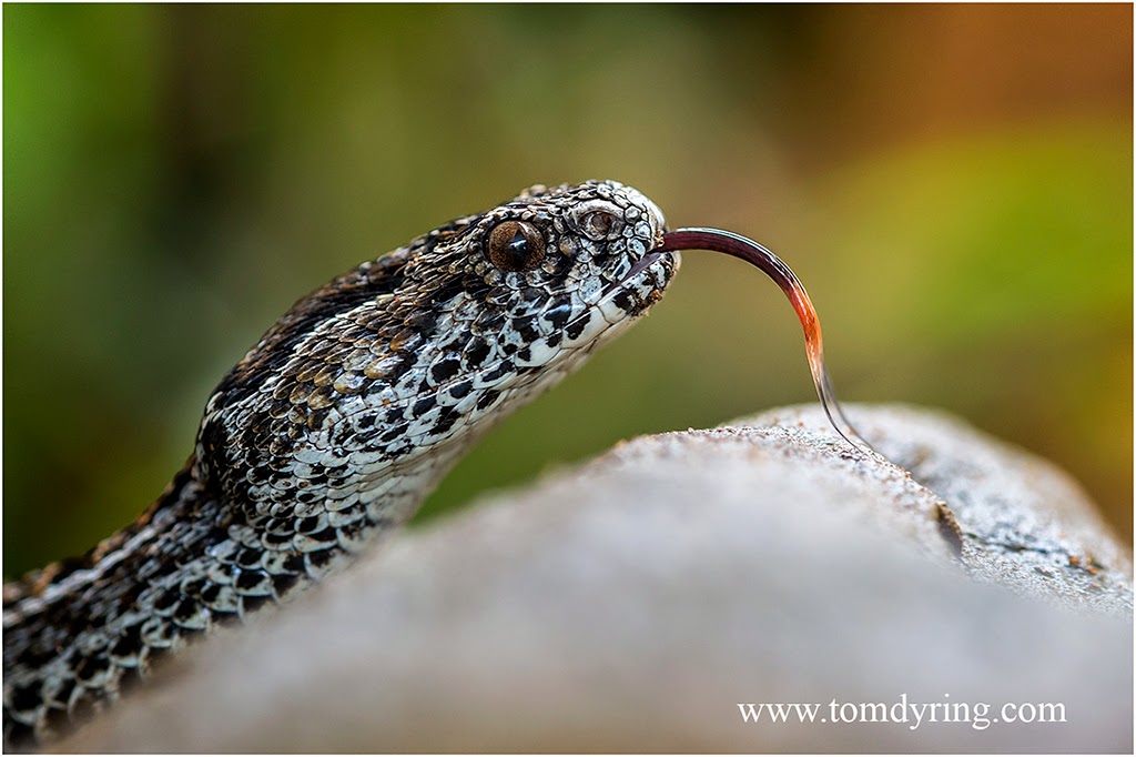 TOM DYRING WILDPHOTO / NN: MORE AFRICAN SNAKES