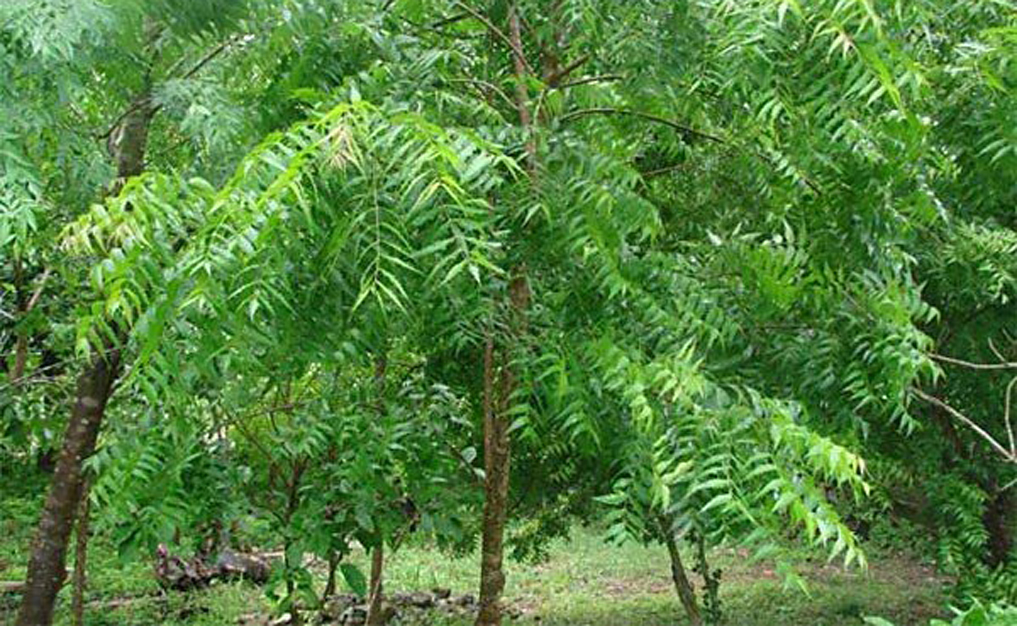 Kreasi Usaha: Azadirachta indica A. Juss (Mimba) sebagai Bahan ...