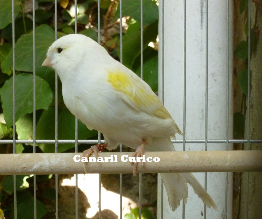 Canaril Curico - Canário de Cor: Amarelo Mosaico Macho e Fêmea