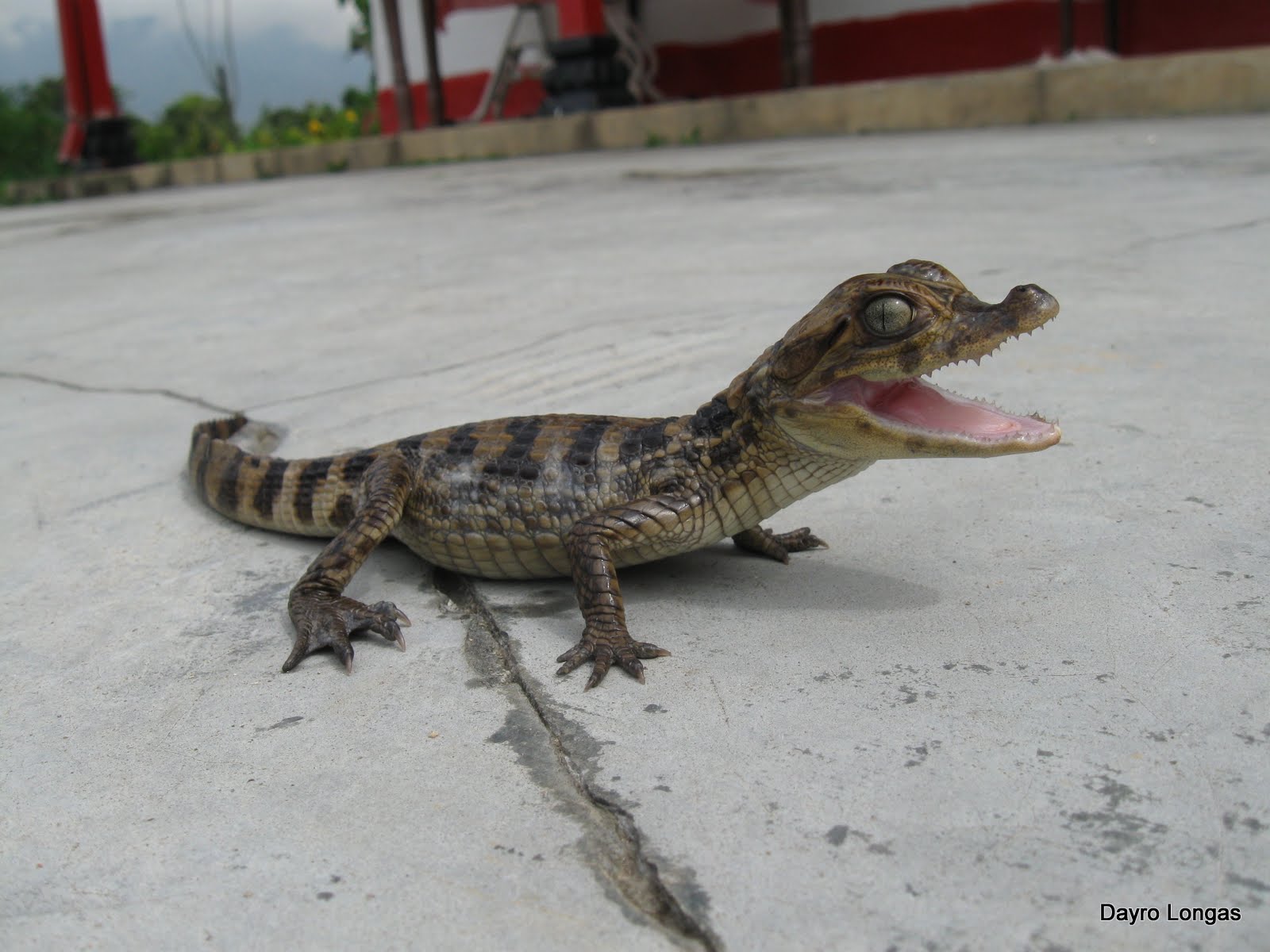 Fauna de Colombia - Wildlife Colombia: Babillas