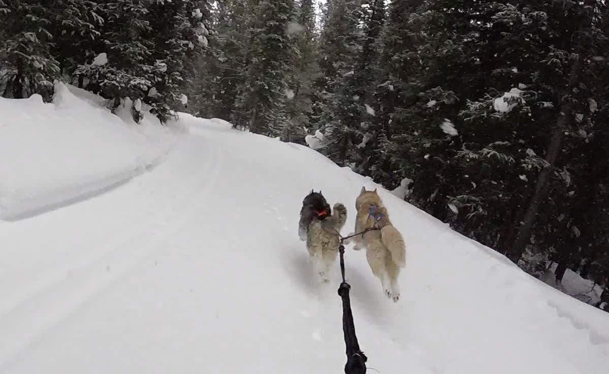 Breckenridge Skijoring: Yay Snow