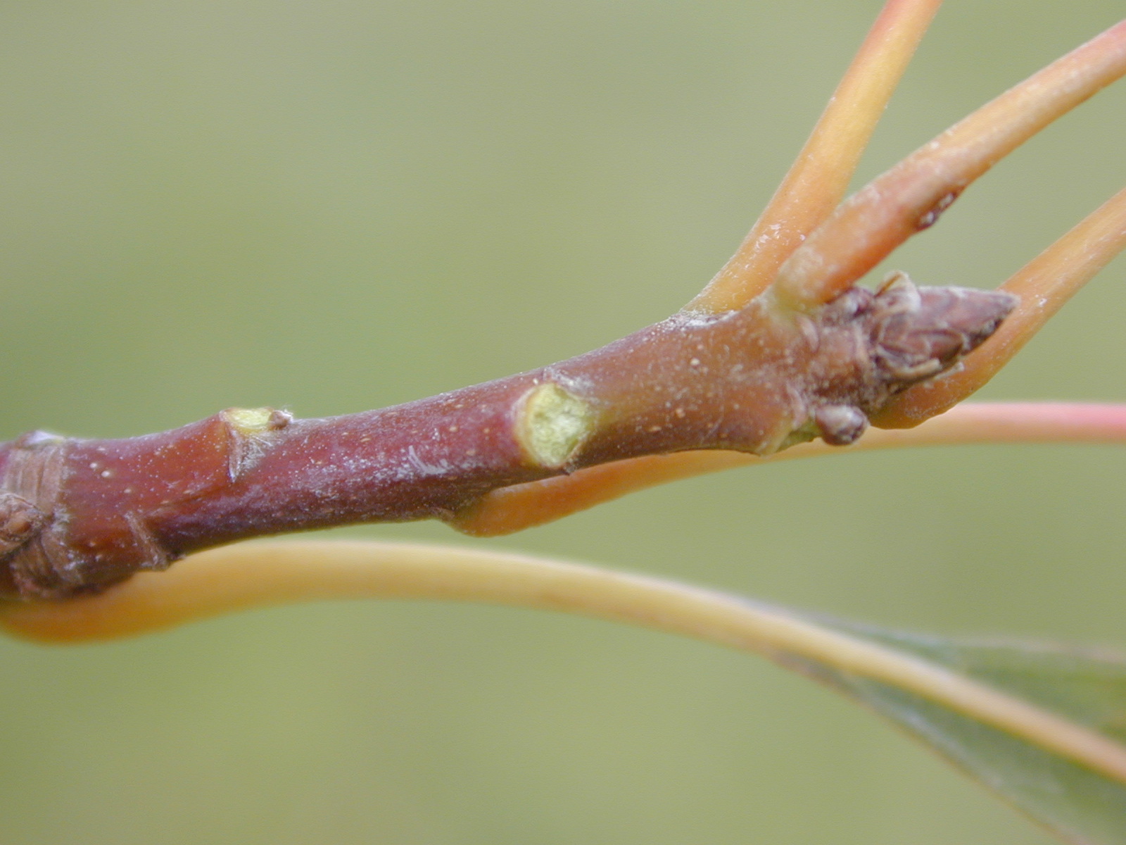 Quercus Nigra Buds