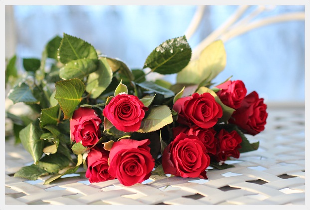 Anun puutarha: Ruusuja