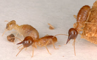 Eating for a Quadrillion: Termites from Okinawa!