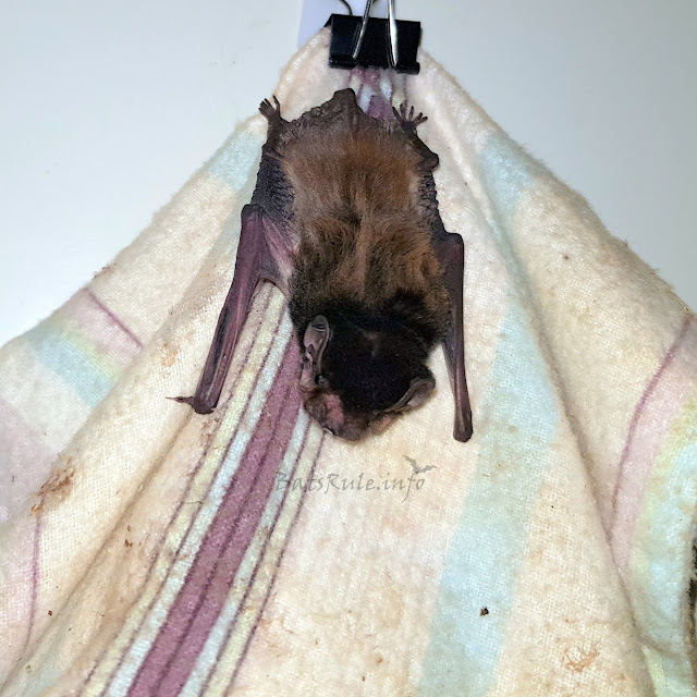 Rehab | Microbats in care