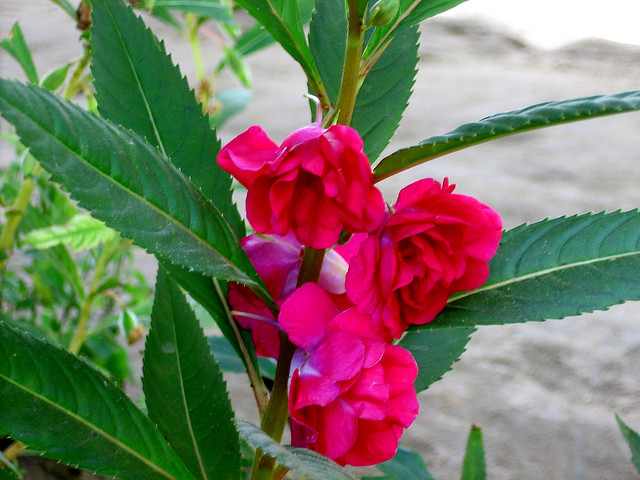 Nipa's Homepage!: Monsoon flower in Bangladesh