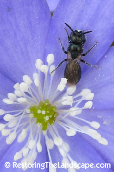 Restoring The Landscape With Native Plants: Native Bee Spotlight: Small ...