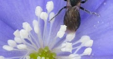 Restoring The Landscape With Native Plants: Native Bee Spotlight: Small ...