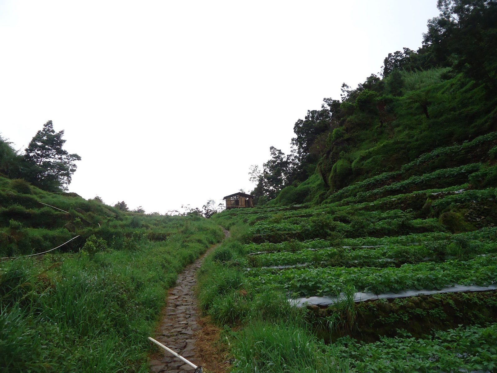 Telaga Cebong, Dieng Plateau