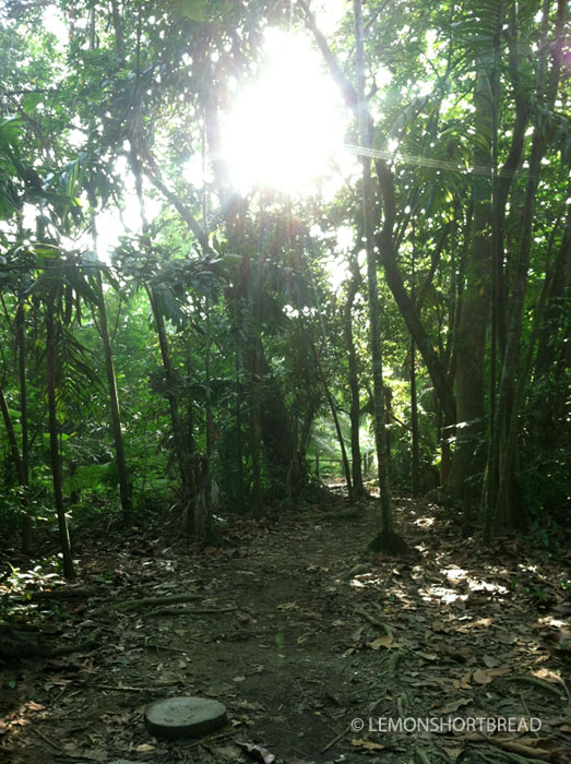 Pink Lemonade Stand by LemonShortbread: MONKEYS AT MACRITCHIE TREETOP WALK