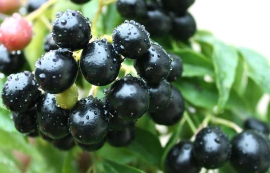 HEALTH TIPS: Jambul Fruit