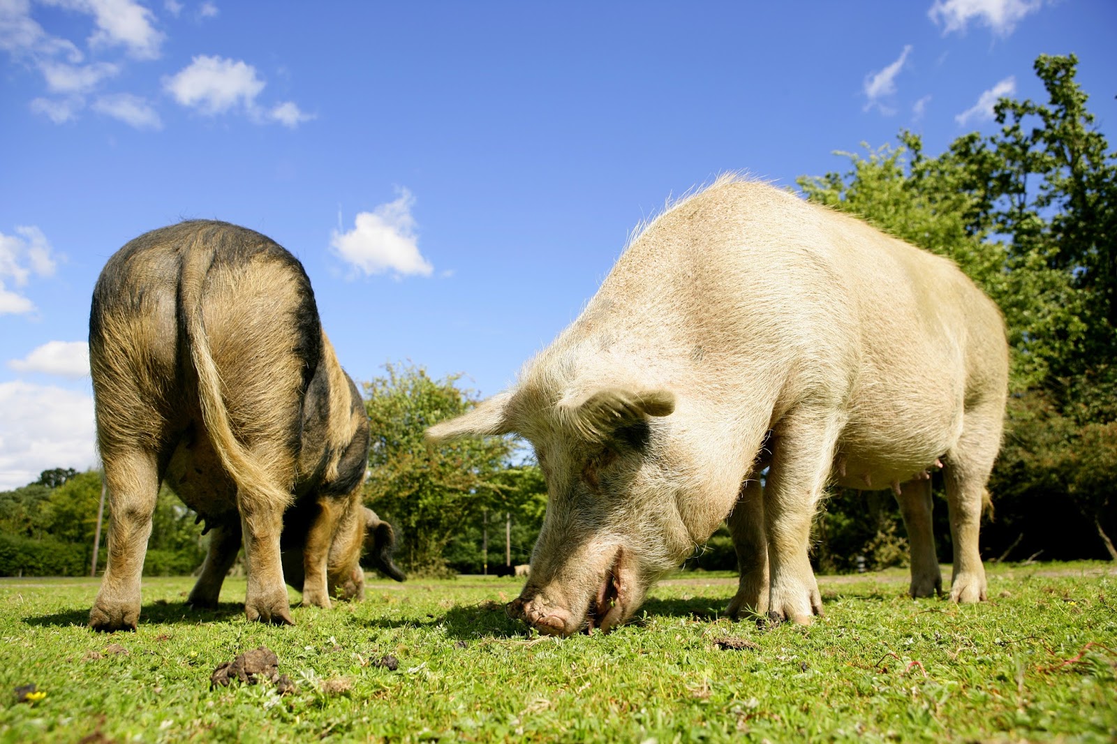 New Forest Cottages: Unique New Forest Pannage Pigs