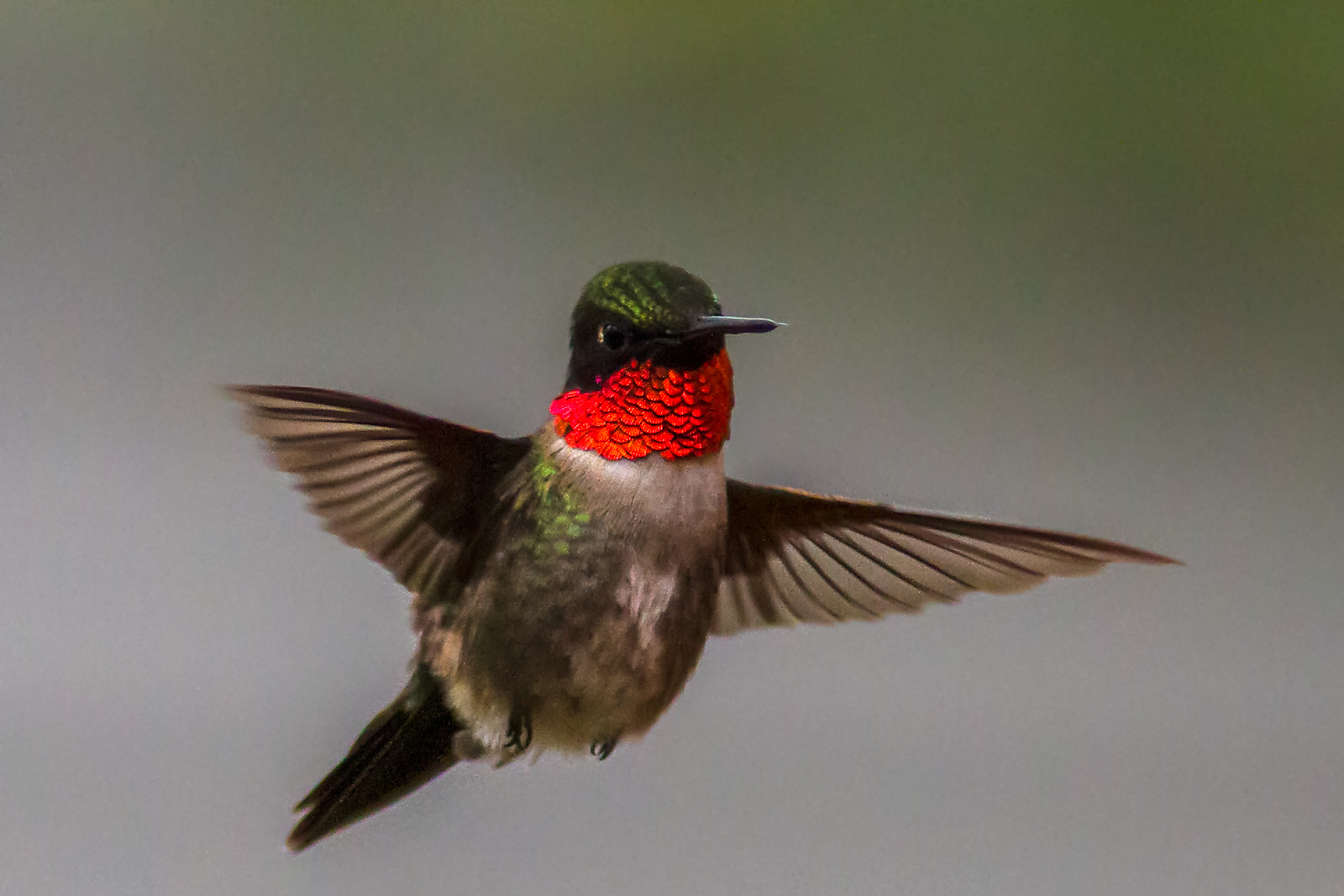 Fur & Feathers 500 - a Canada Big Year for Birds and Mammals: Pelee and ...