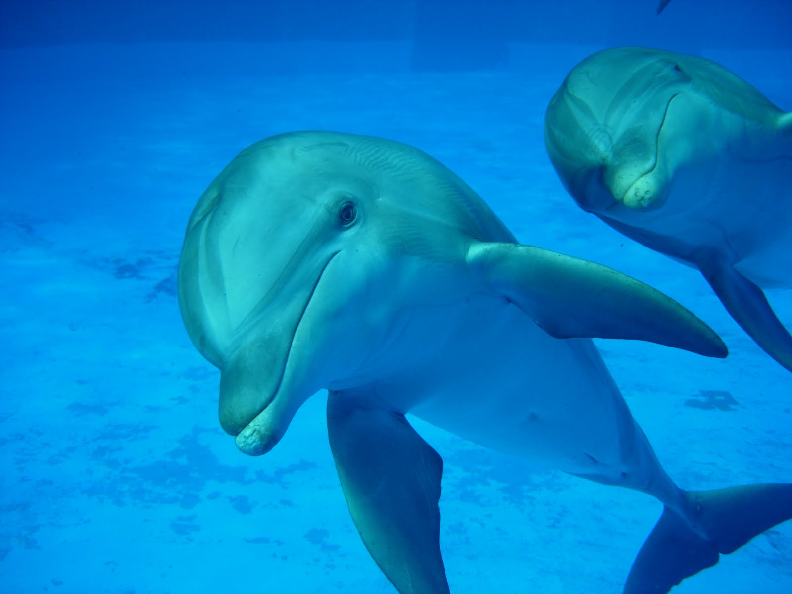 Taxonomía Chordata: Clase Mammalia Orden Cetacea