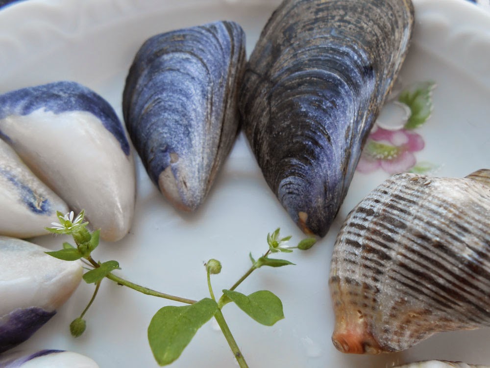 Inspiratie de vacanta - scoici, melci, materiale. Holliday Inspiration.