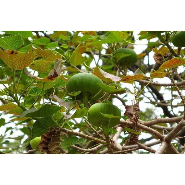 PLANTAS MEDICINALES Y ALIMENTOS NATURALES, SALUD ES VIDA: CUIDADO CON ...