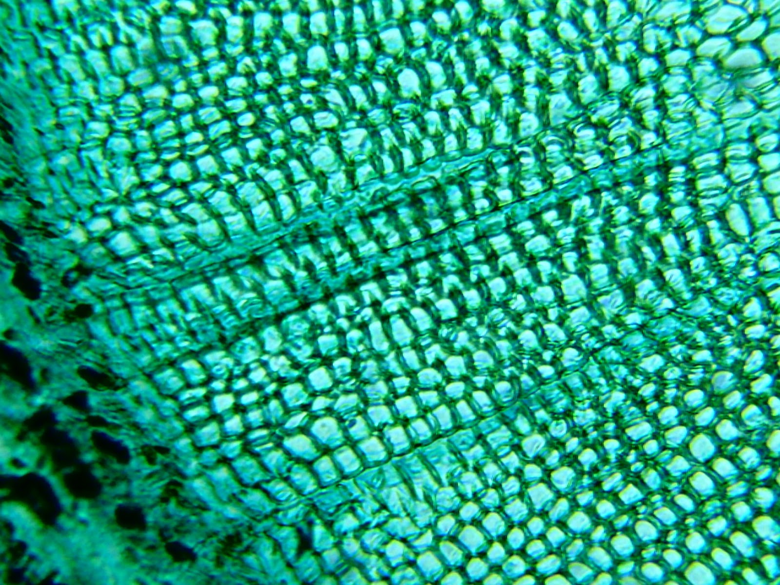 Debonair David: Microscopy, part 1