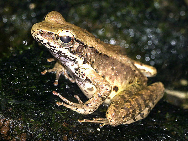 Ryukyu Tip-Nosed Frog
