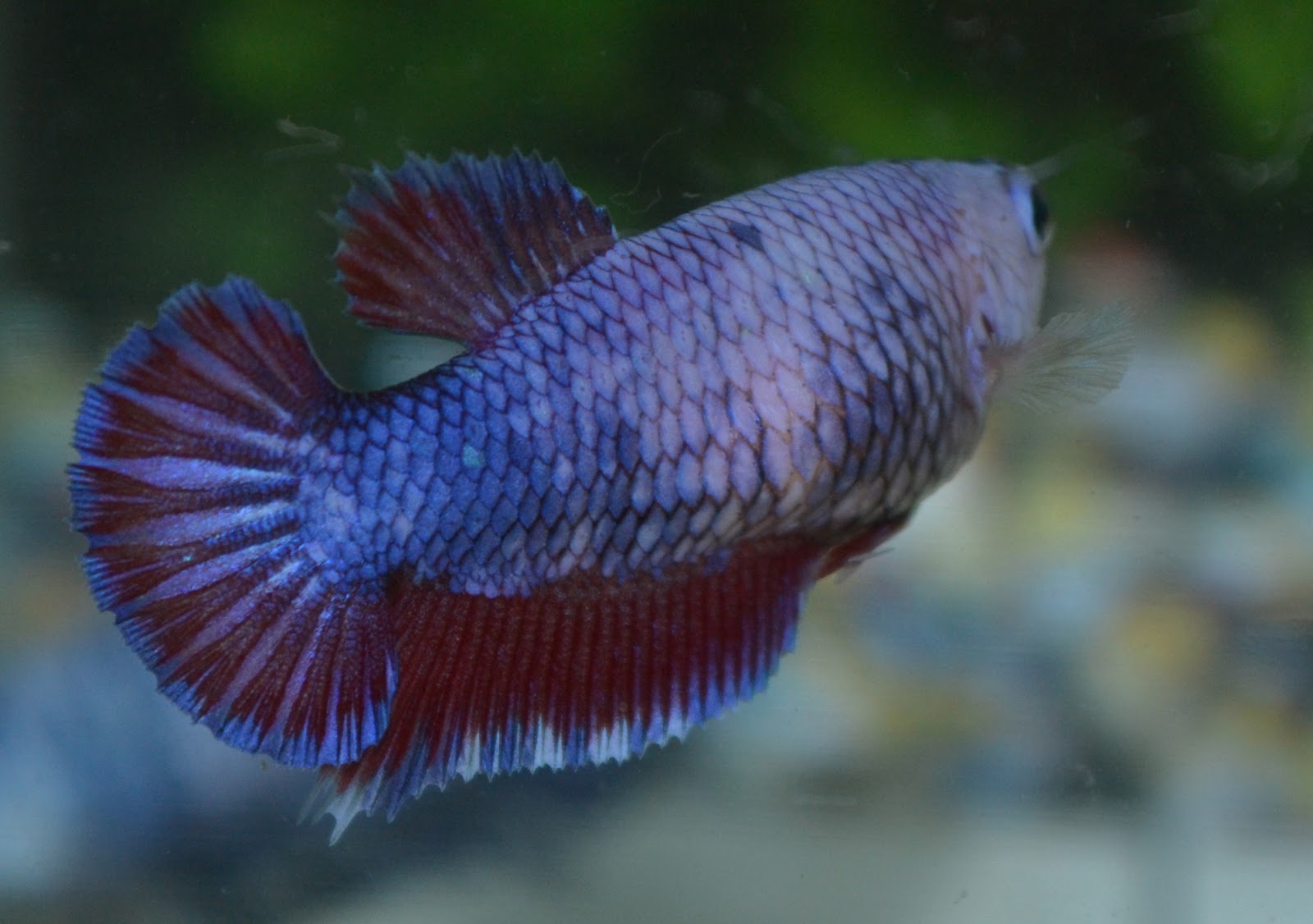 Betta Fish Afira: Betta HMPK 23 AUG 2012 FEMALE FANCY