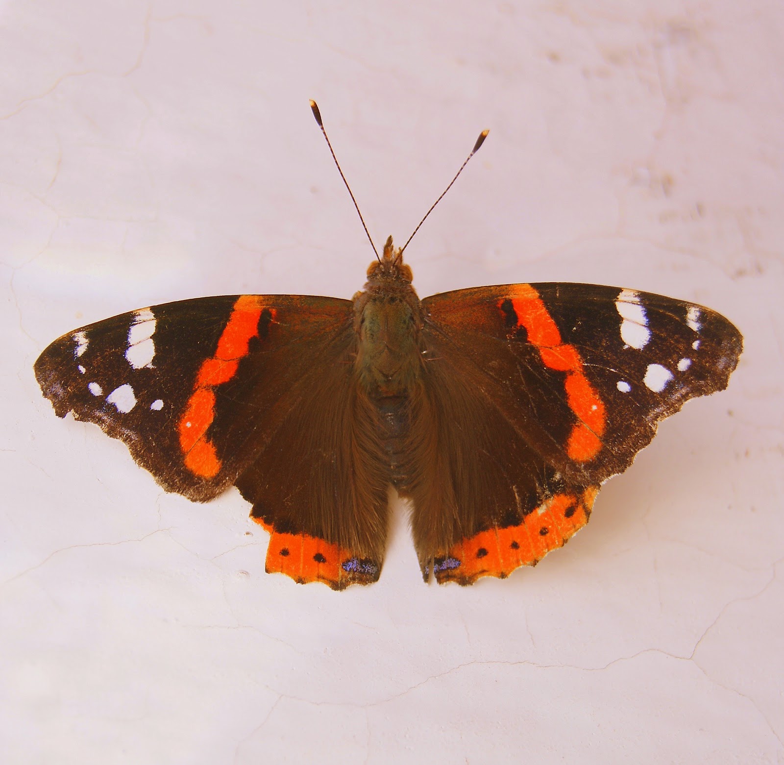 MUNTANYES I CAMINS (i altres històries...): PAPALLONES