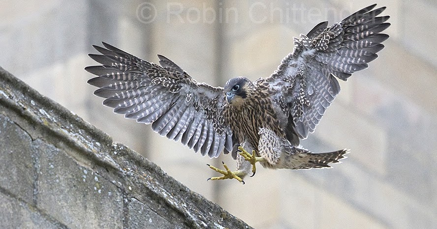 Wildlife Photography: The Peregrines of Norwich Cathedral 2018