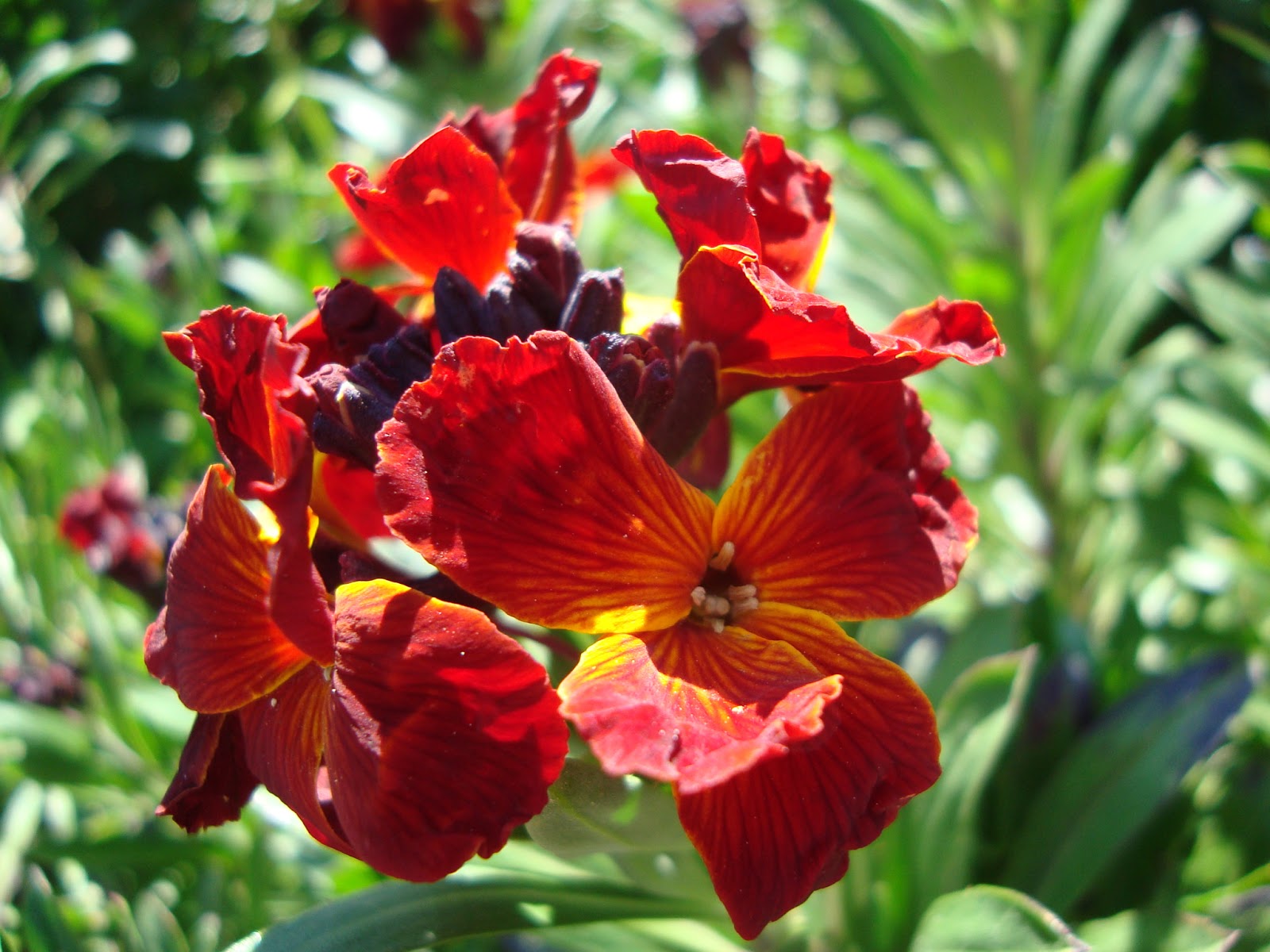 ALHELI ( Cheiranthus ) - El Jardín de Elbe