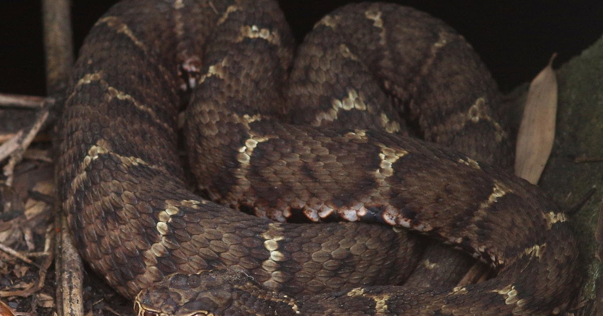 Wildeep's Illuminations: Mamushi