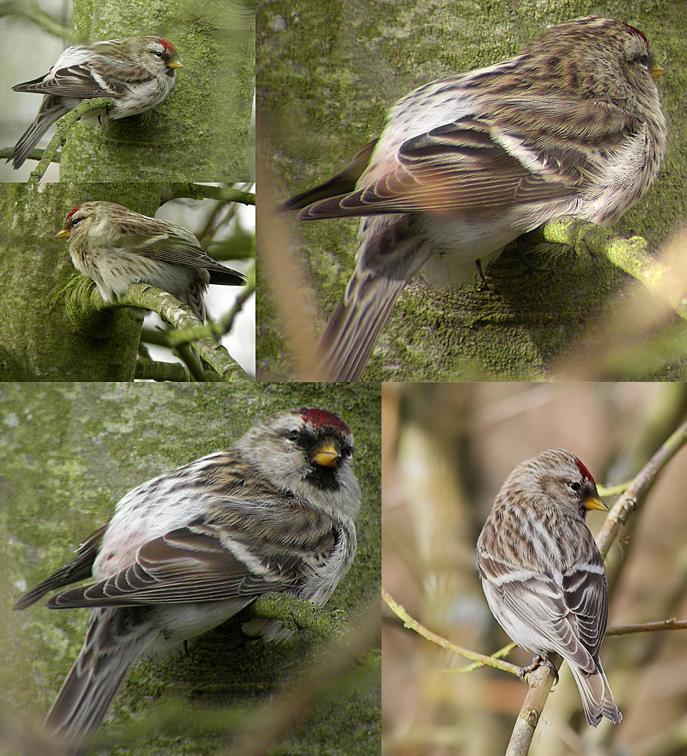 Worcestershire Redpolls and separation guide: Worcestershire Redpolls ...