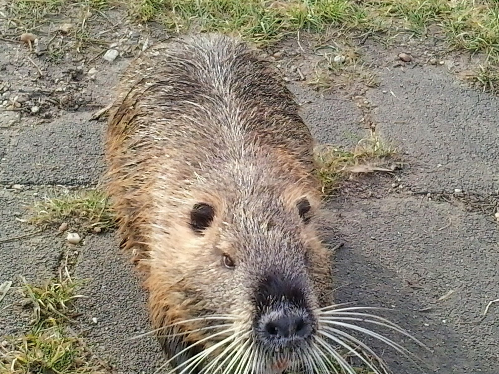 Krásná Praha 14: Nutrie na Kyjském rybníce