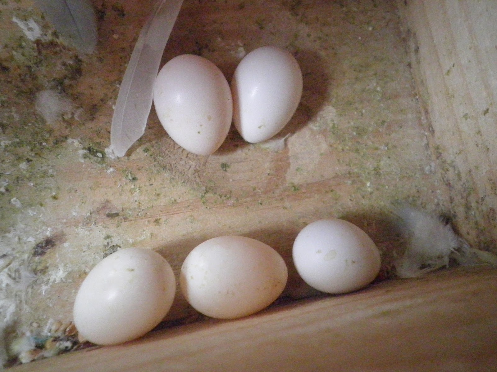 Mi pequeña fauna: ¡Cuenta atrás!