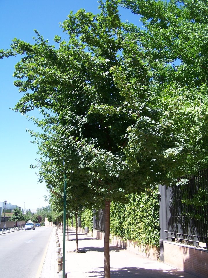 Galefod: ARCE