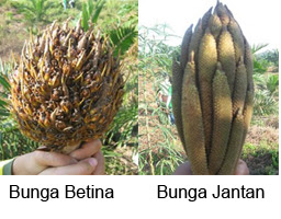 MORFOLOGI BUNGA KELAPA SAWIT | TANAMAN KOMODITAS UNGGULAN