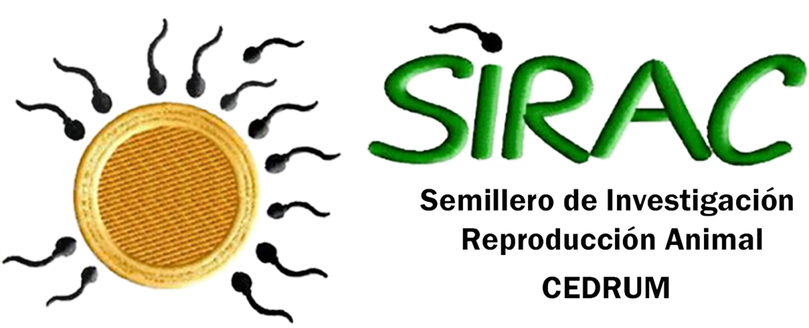 SENNOVA CEDRUM: SIRAC