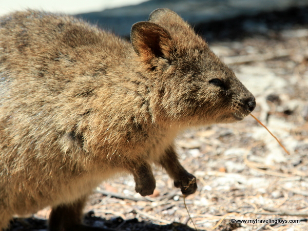 Angry Quokka