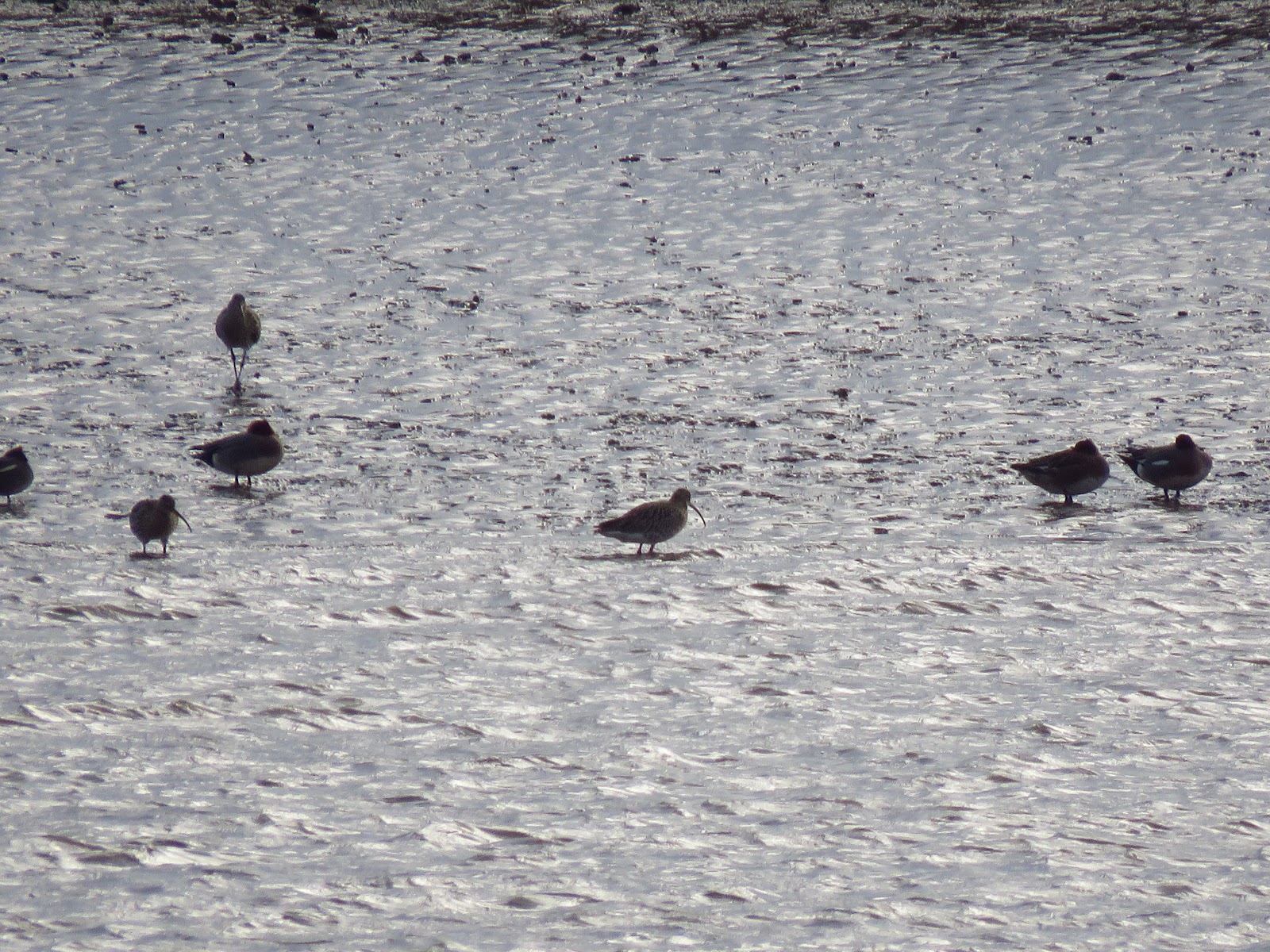 Wild at Hull: Walking the Humber. Stage 1. Faxfleet Ness to Broomfleet ...