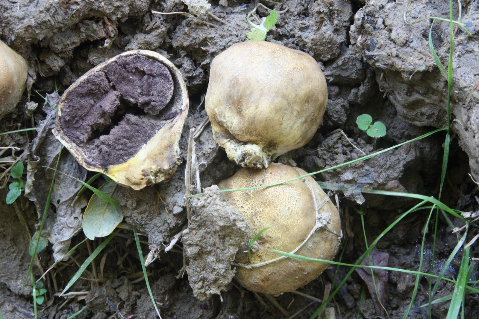 El mundo microscópico de los hongos: Gasteromicetos