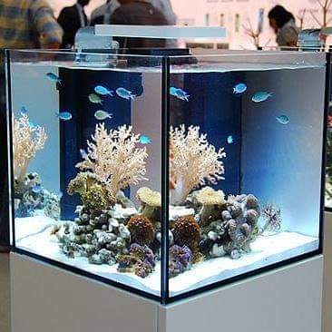 Aquarium design 👌 👌 👌 - INFO PROPERTI INDONESIA