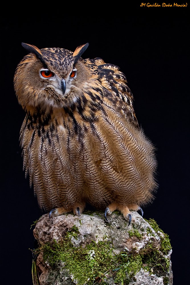 Fotografía de Naturaleza - JM Gavilán: Búho real, el Gran Duque (Bubo bubo)