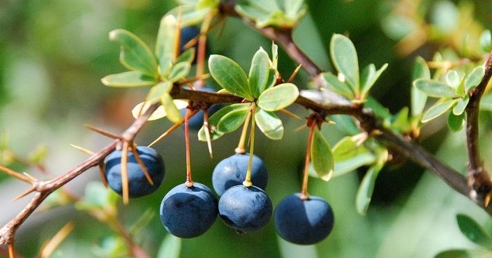 Calafate berry - primavera na Patagônia - Goiabada de Marmelo