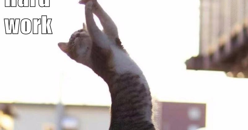 Growth Mindset & Feedback Cats: Hard work leads to positive results.